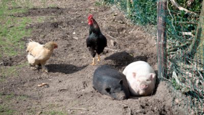 Using a 2-Acre Farm Layout to Raise Your Own Meat - Countryside